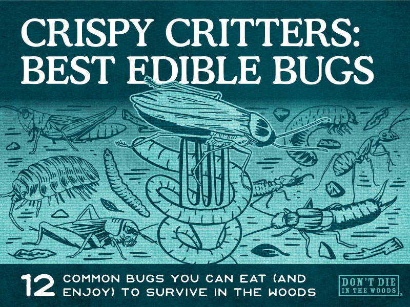 Crispy Critters: Best Edible Bugs – Don't Die In The Woods